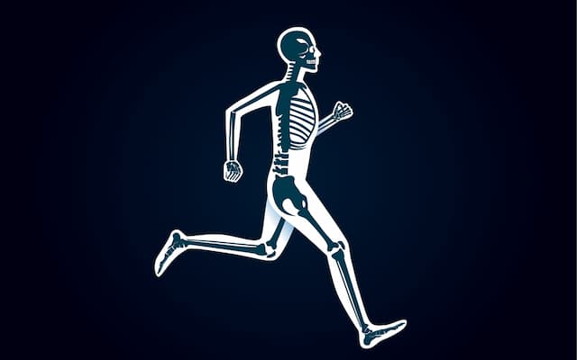 Bone Functions What Are The Functions Of Bones MFine Bone Functions What Are The Functions Of Bones MFine